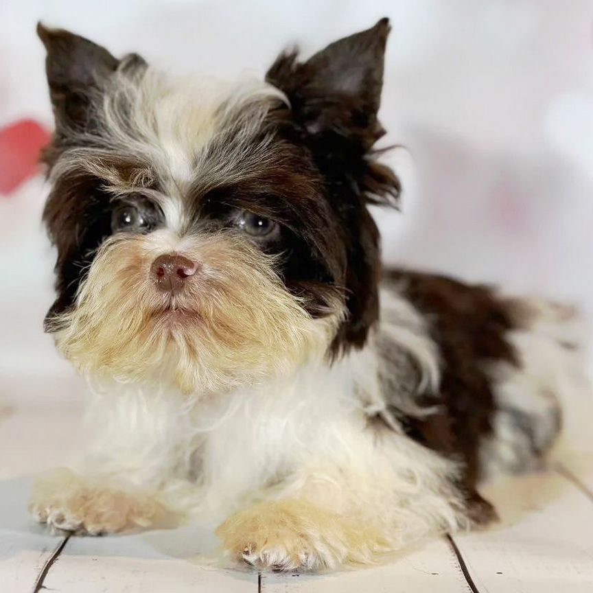 Бивер-йоркширский терьер, щенок