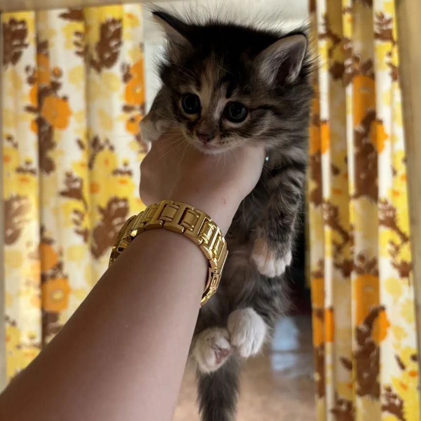 Турецкая ангора котёнок