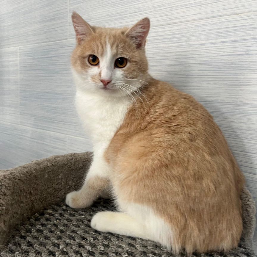 Шикарный Котэ