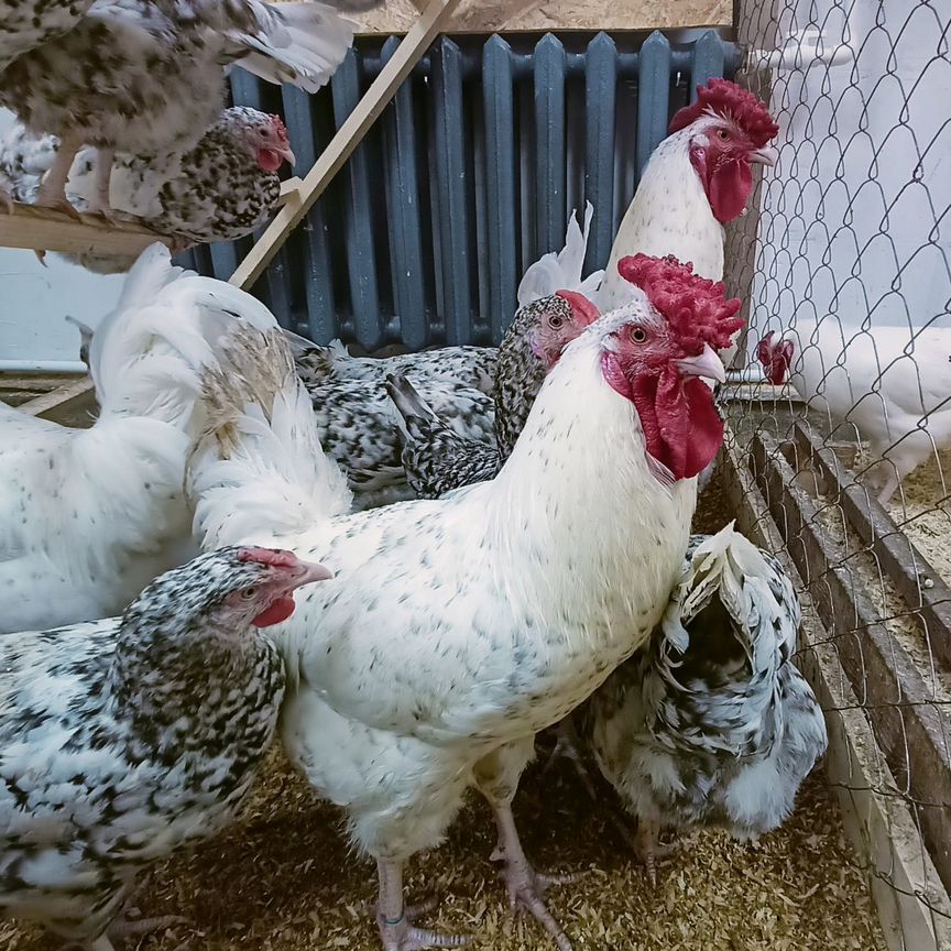 Семья кур Пушкинской породы