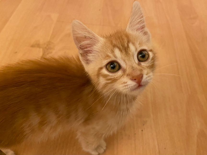 Рыжий лучик в добрые руки