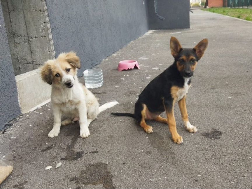 Отличные щеночки мальчик и девочка в частный дом