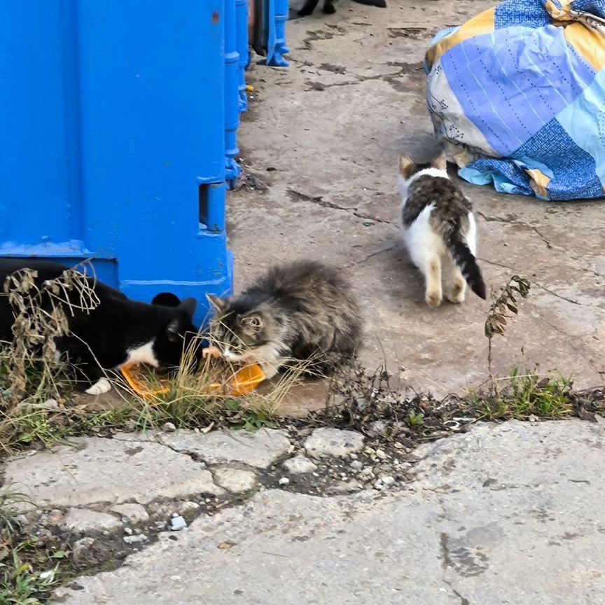 Бездомные котята и коты