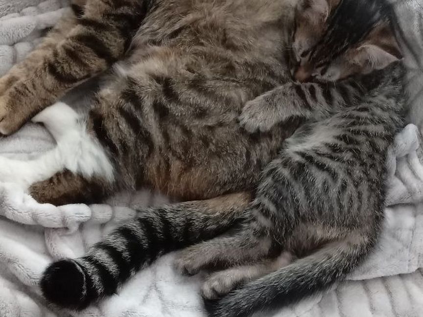 Кошки