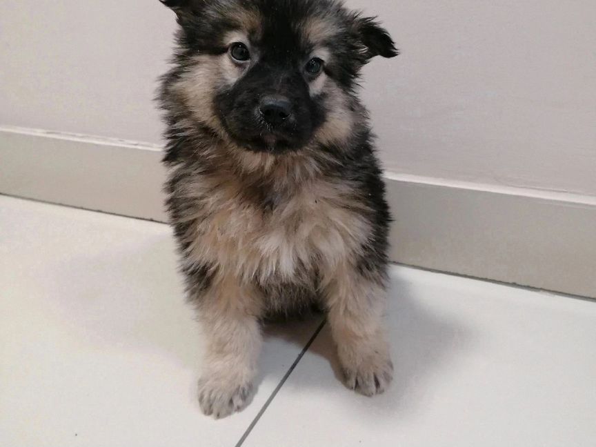 Бублик ищет дом