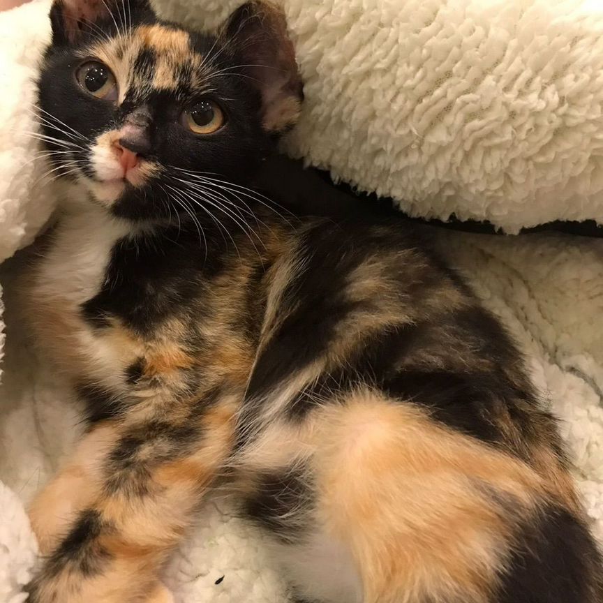 Очаровательная парочка котят в дар