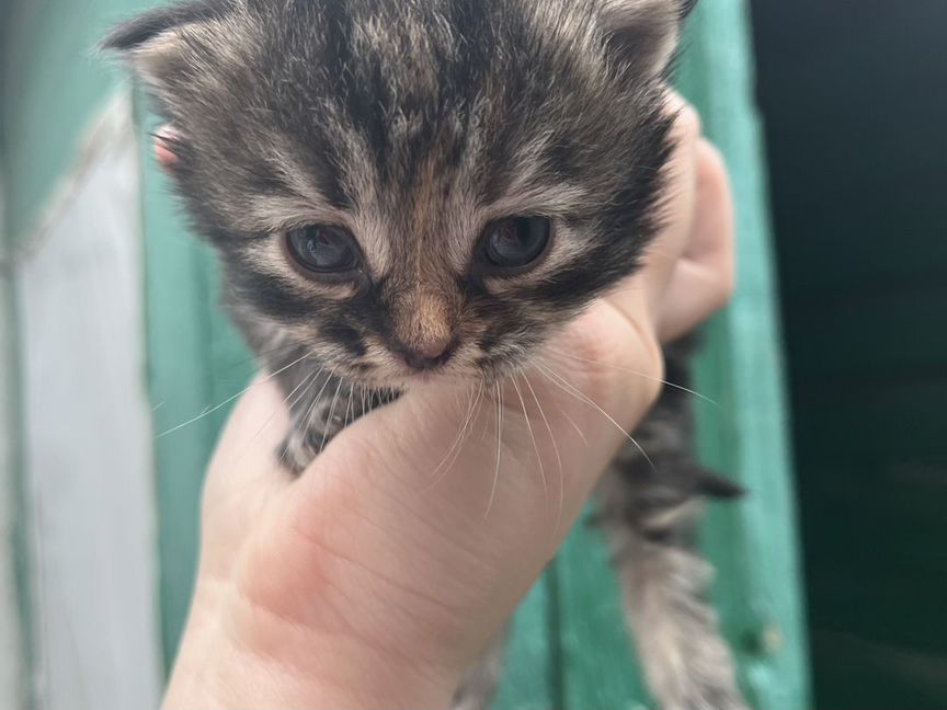 Отдам бесплатно кошечек