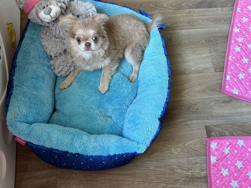 Чихуахуа само очарованье