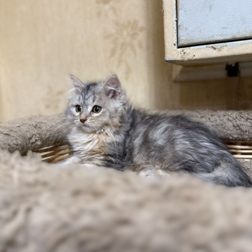 Сибирский чистокровный мальчик котята