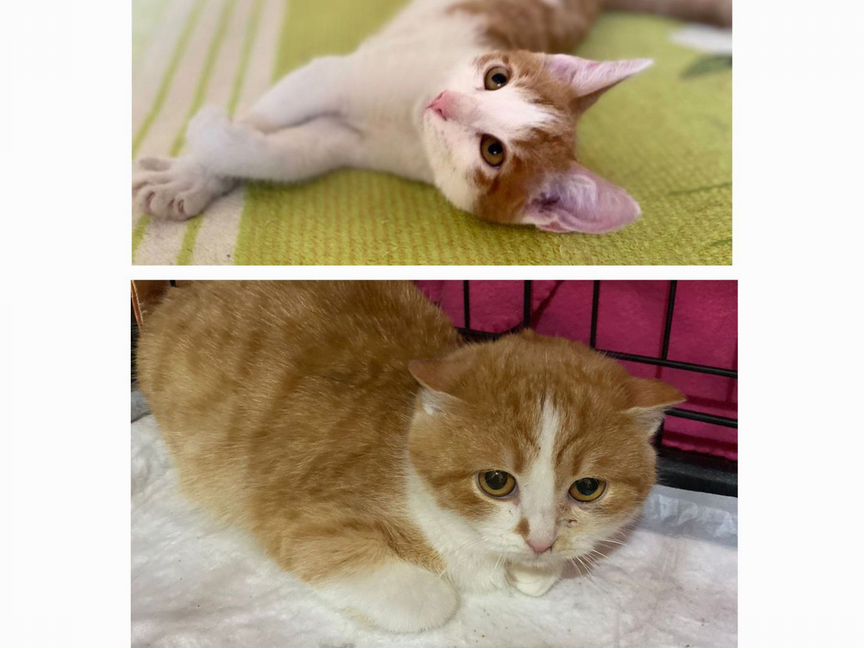 Рыжие котята в добрые руки