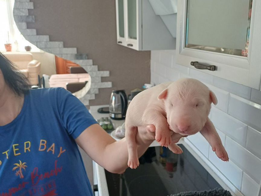 Продам стандартных бультерьеров