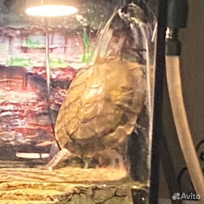 Красноухая черепаха без аквариума