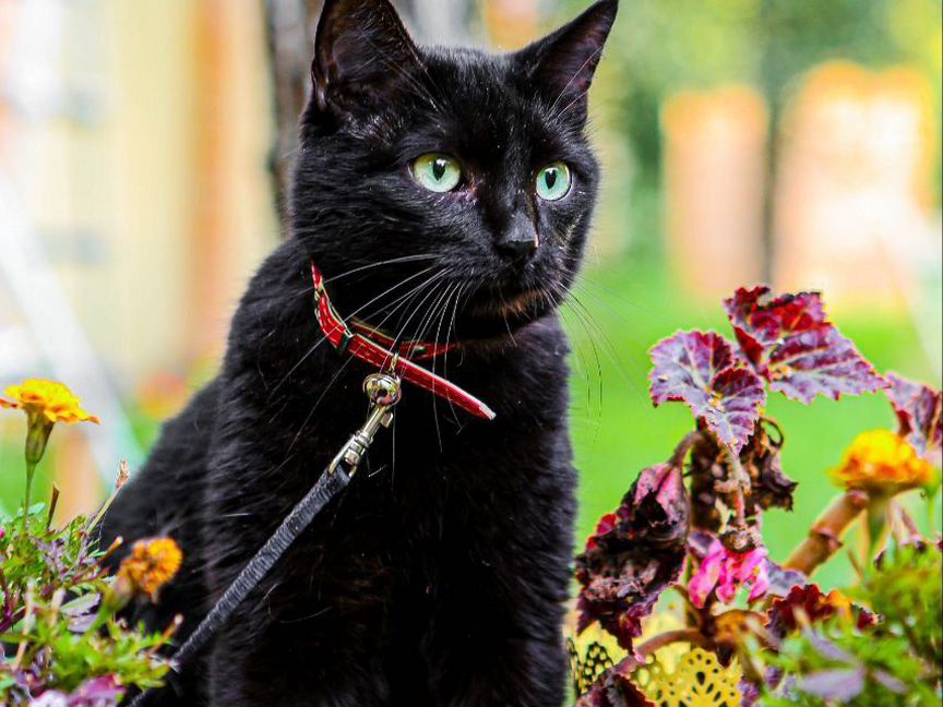 Ищет хозяина кошка Ежевика