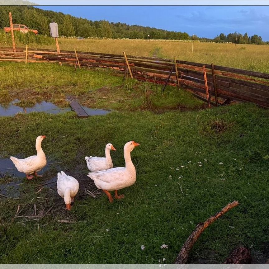 Гуси - даю попользоваться