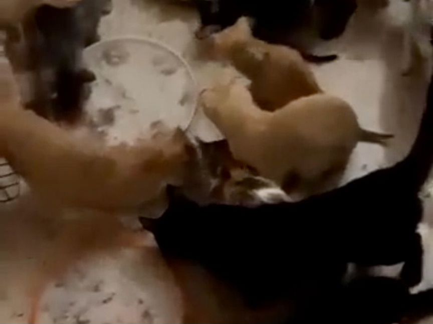 Помогите приюту кормом