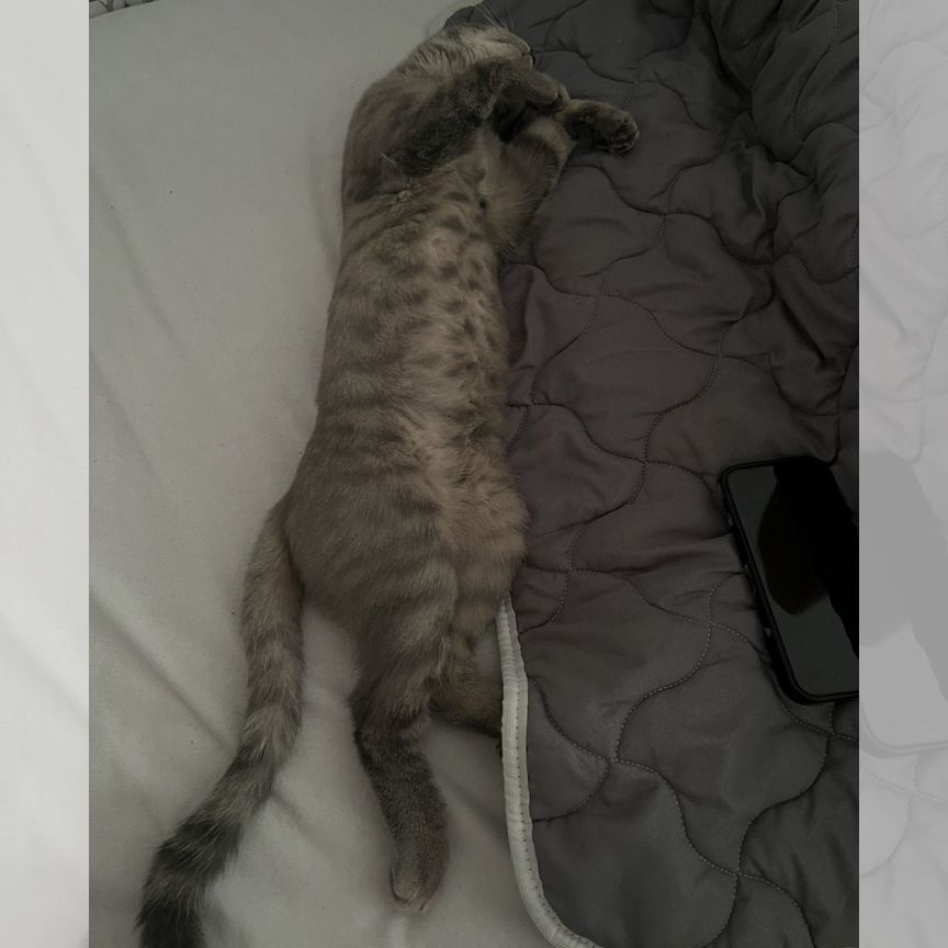 Отдам бесплатно кота
