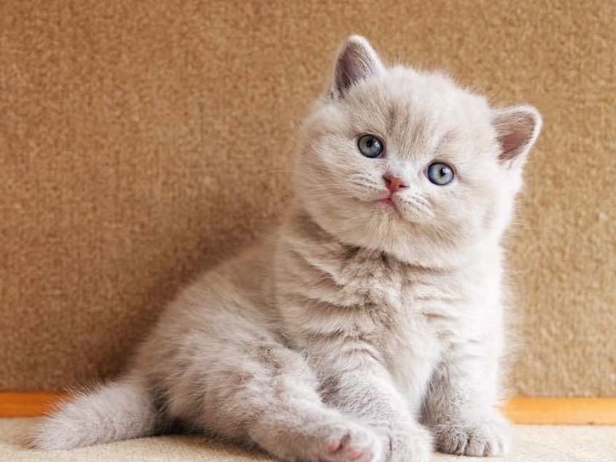 Шотландские плюшевые котята