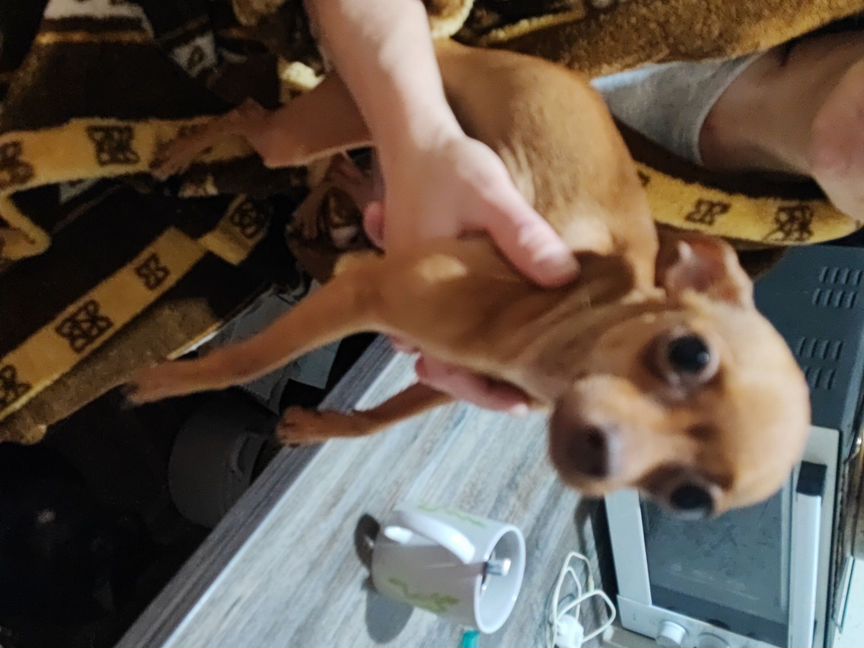 Продам собачку. Той-терьер мини