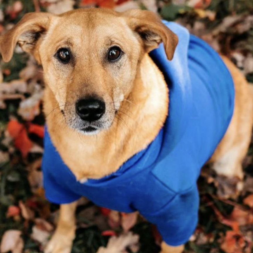 Взрослый пёс в добрые руки