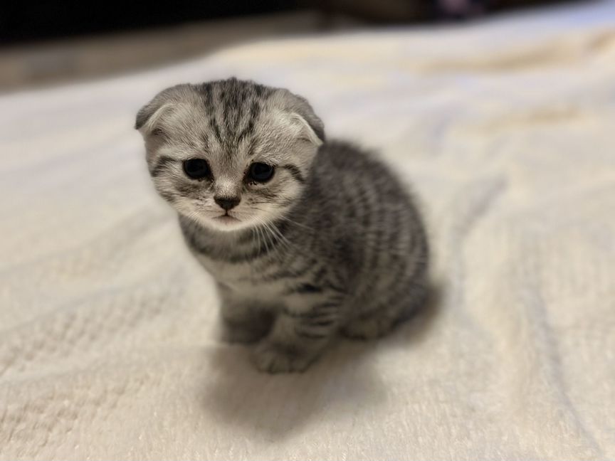 Британские котята