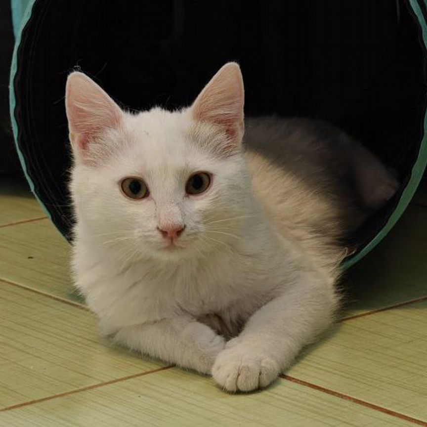 Белый котенок 3 мес