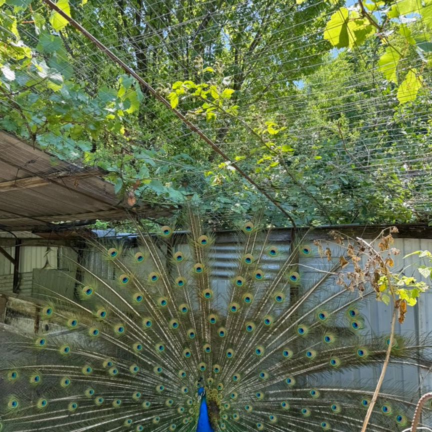 Продаю павлина очень красивый)