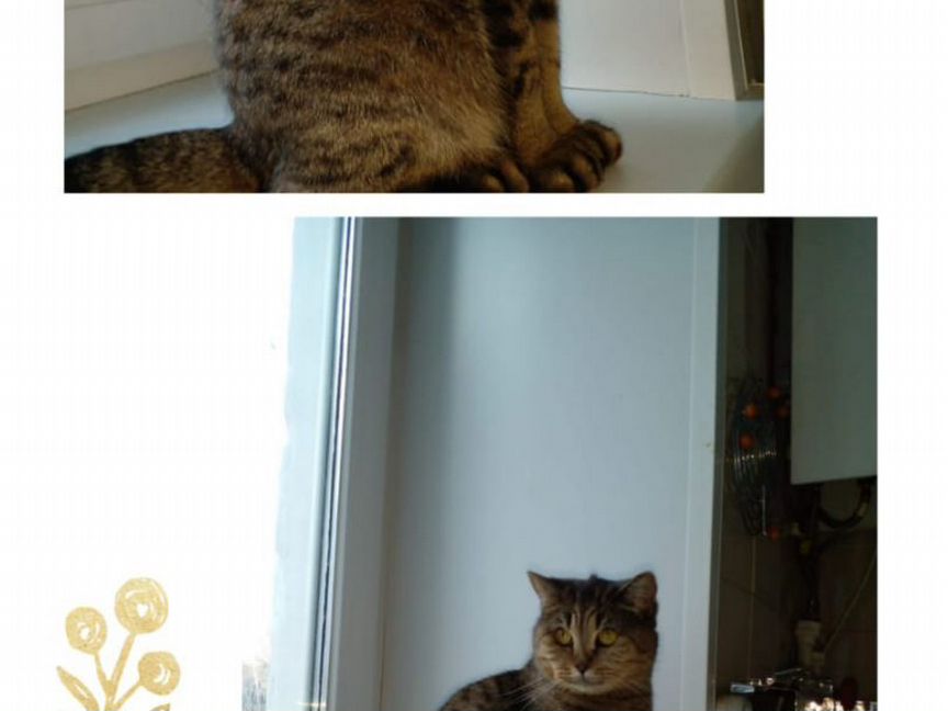 Кошка в добрые руки
