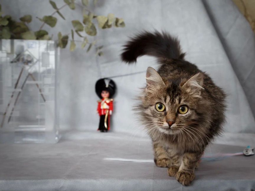 Тосеньке очень нужен дом нежнейшая кошечка