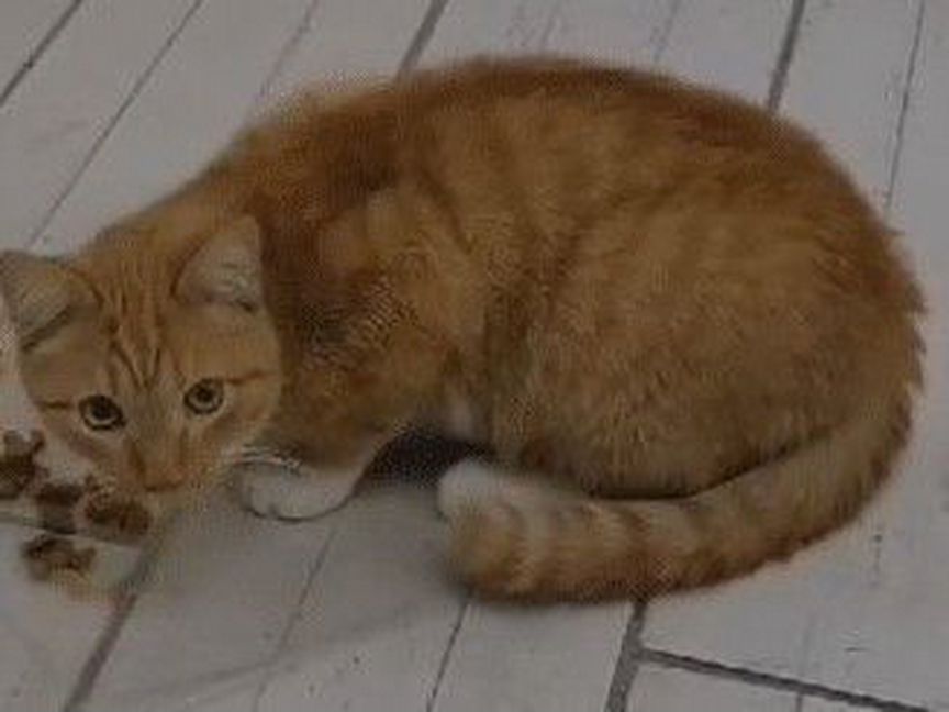 Кошка