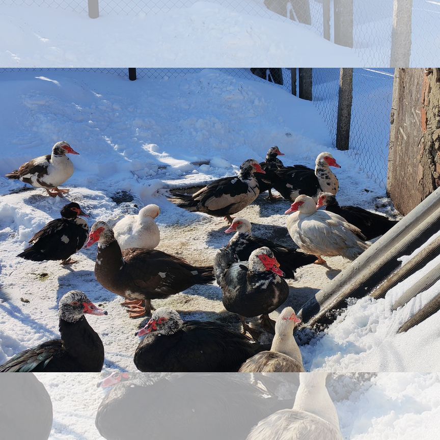 Мускусные утки