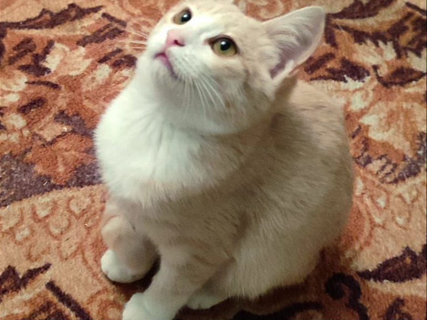 Котик в добрые руки