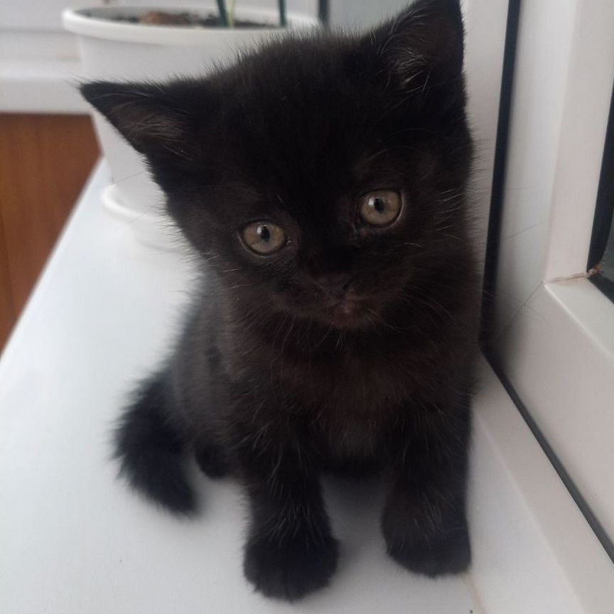 Шотландские котята скоттиш-страйт
