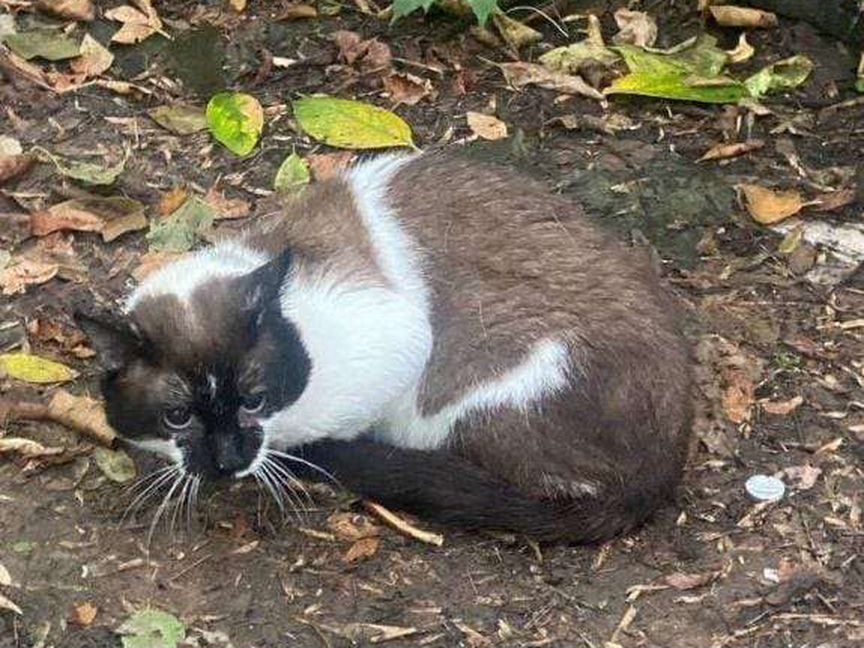 Котику очень страшно