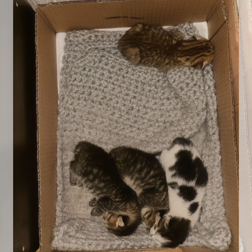 Котёнок в добрые руки