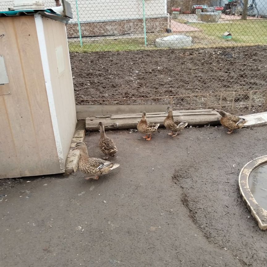 Утки подсадные