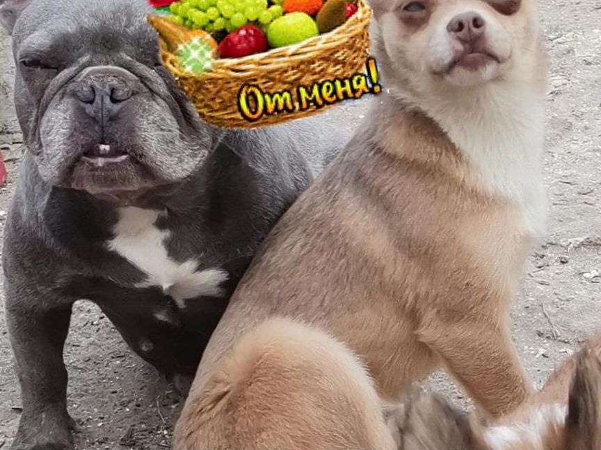 Чихуахуа стандарт мальчик