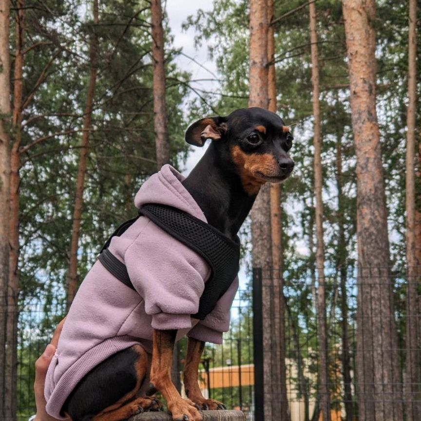 Русский той-терьер вязка