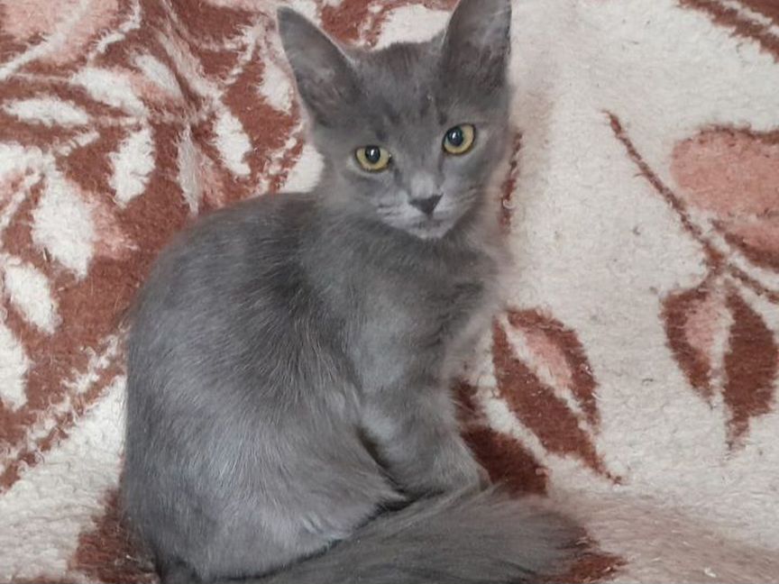 Котенок в добрые руки