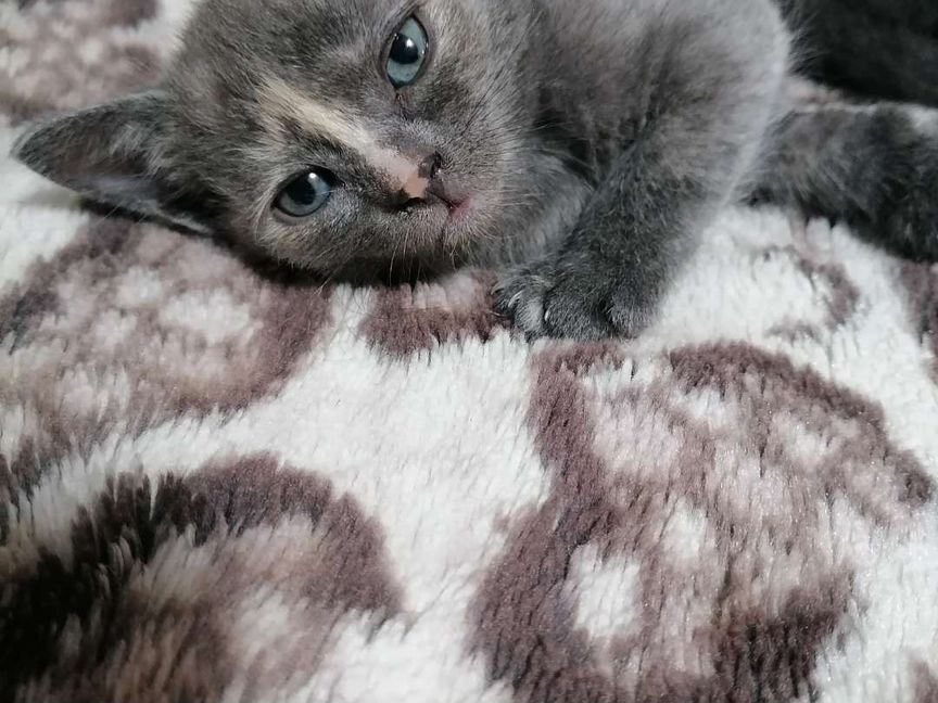 Котята породистые