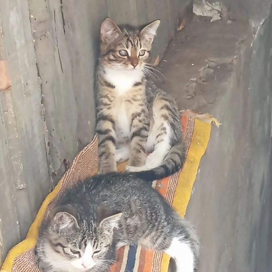 Котята в добрые руки