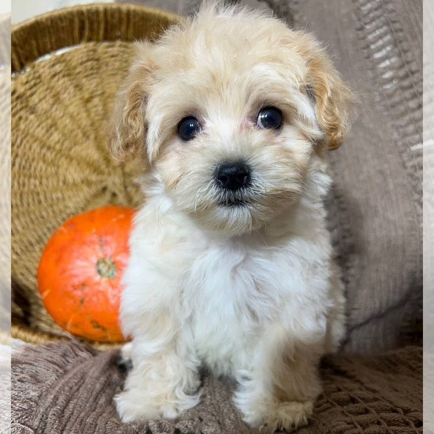 Мальтипу, щенок