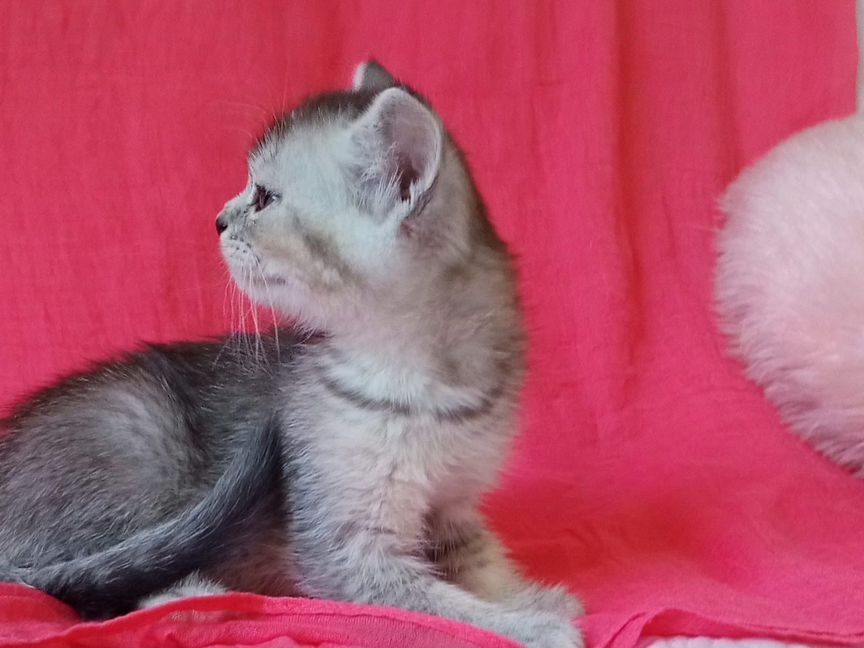 Котенок 2месяца