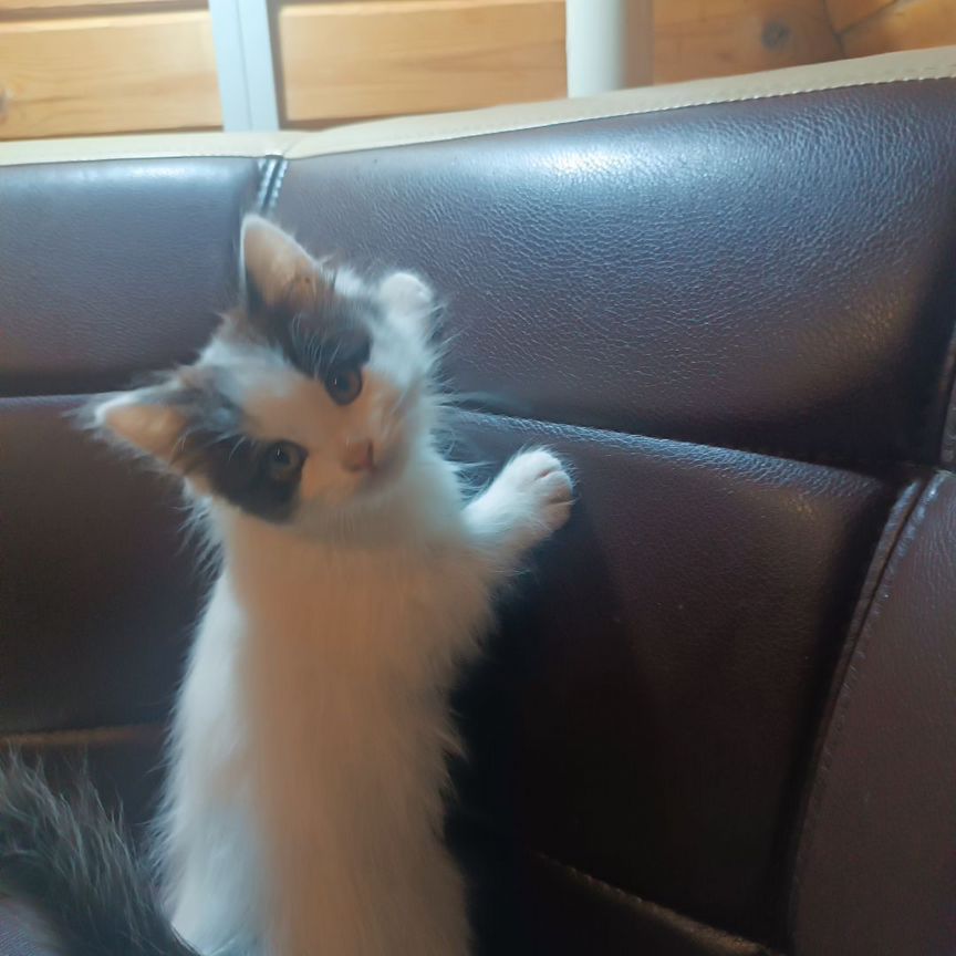 Котенок игривый девочка