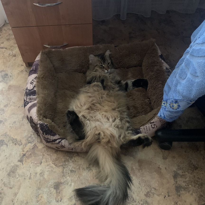 Кот в добрые руки