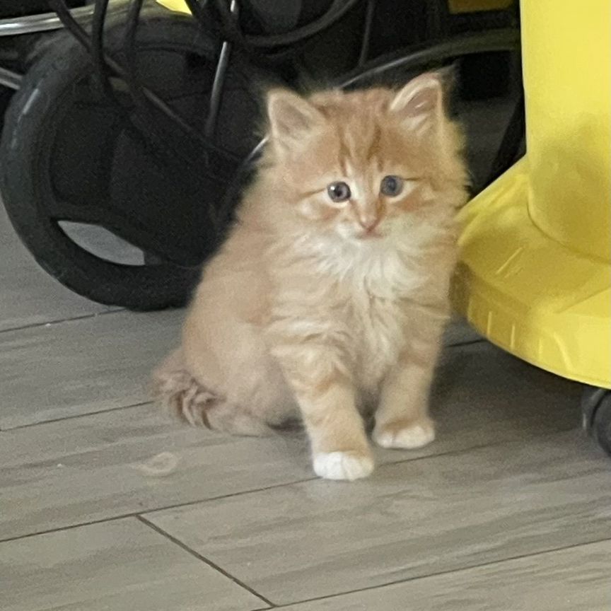 Кошечка в добрые руки