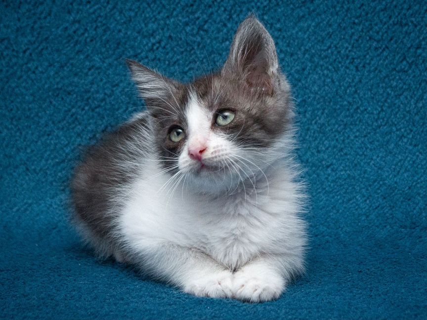 Котенок