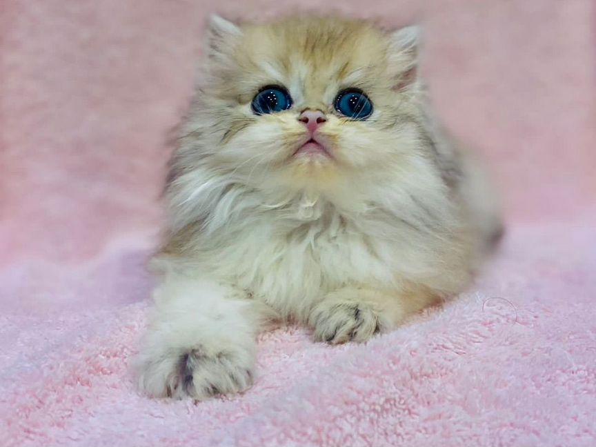 Бриташки милашки