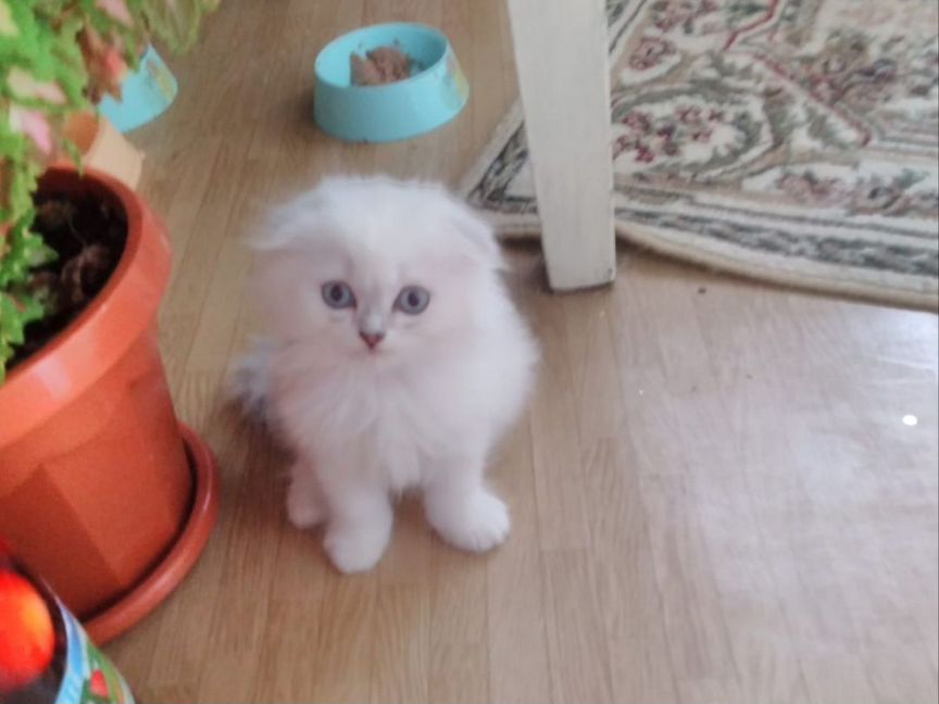 Шотландцы серебро и золото