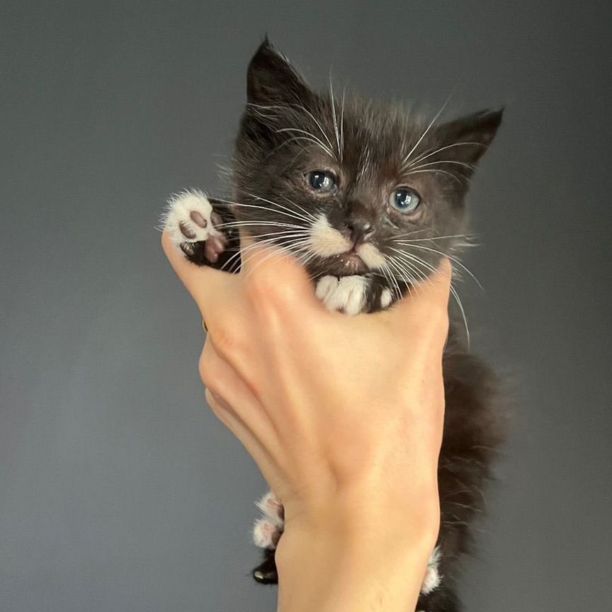 Котенок в поисках дома