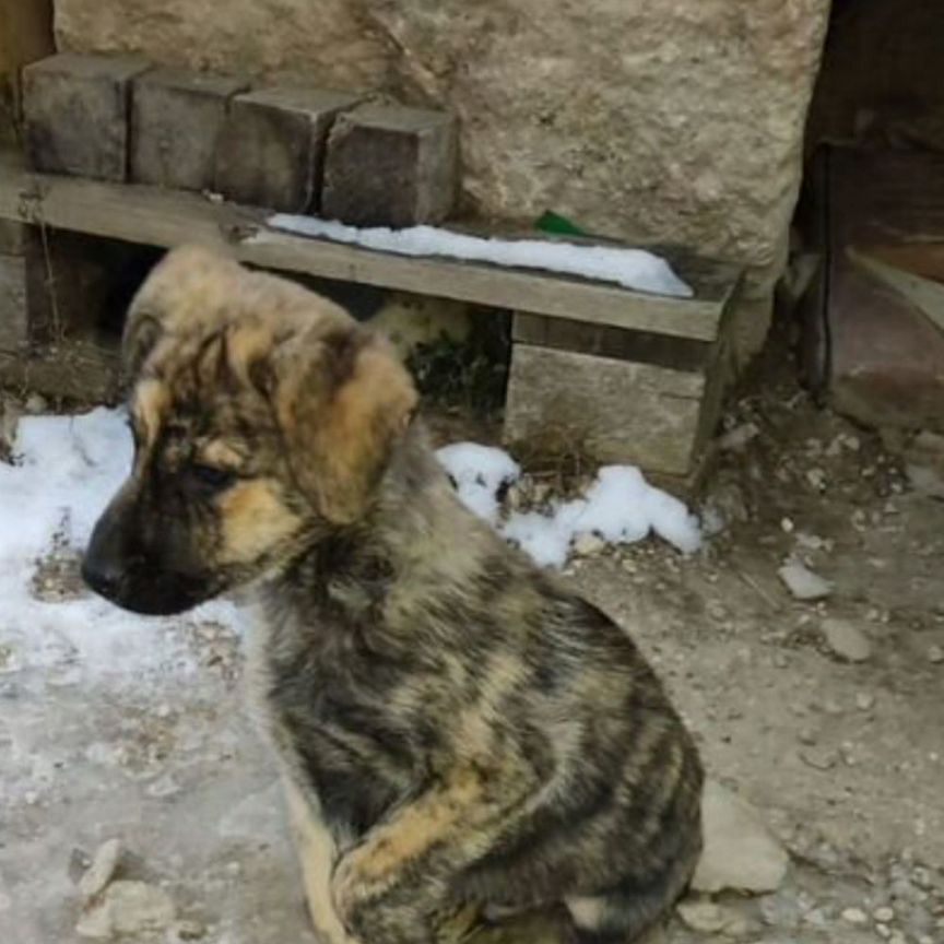 Щеночек в добрые руки